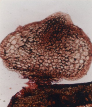 In vitro epiphyllous buds formation in Enicostemma hyssopifolium (willd ...